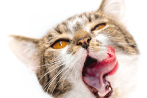 Discover How To Purr Like A Cat: Language Decoded - Creature Clinic