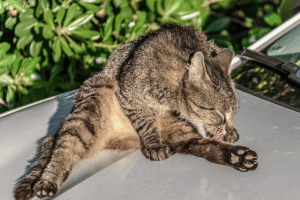 Why Is My Cat Licking Herself So Much: Excessive Grooming - Creature Clinic