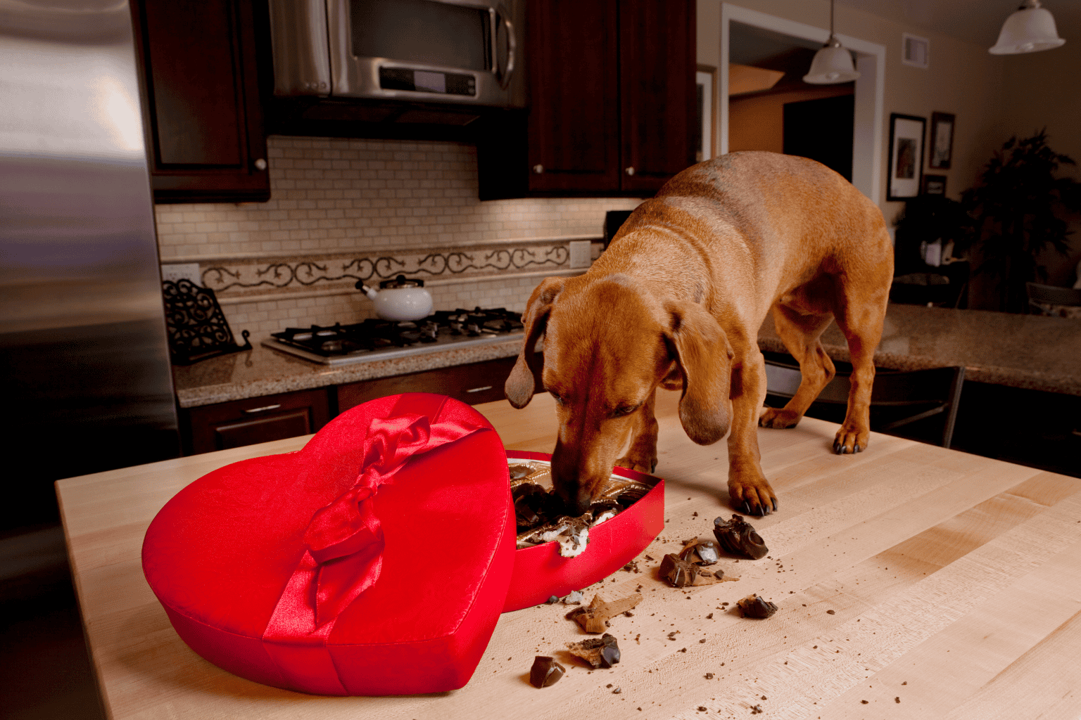 How to Make a Dog Throw Up After Eating Chocolate: Essential Steps and ...
